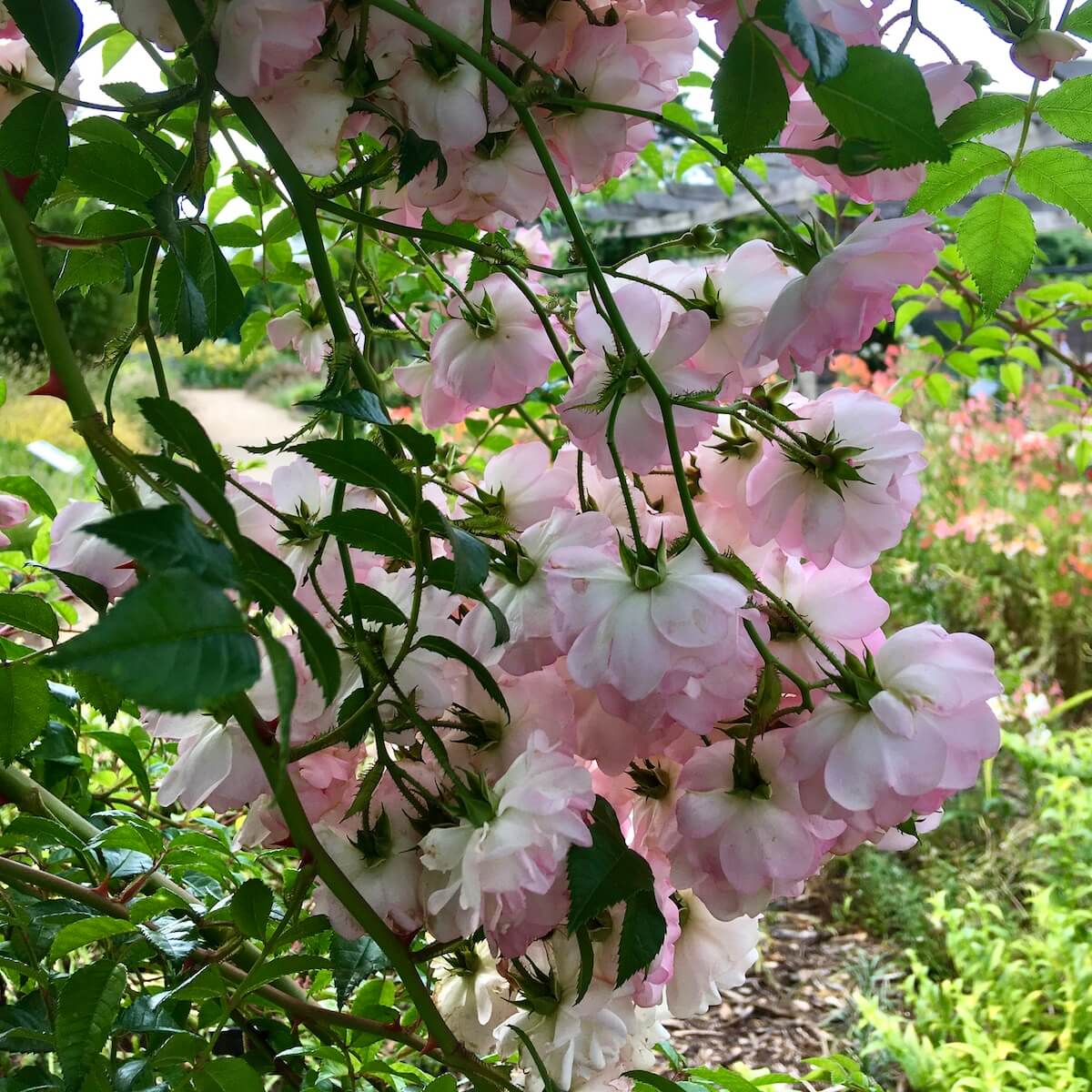 Rosa ‘Maid of Kent’ Climbing On A Pergola At Kew – Susan Rushton