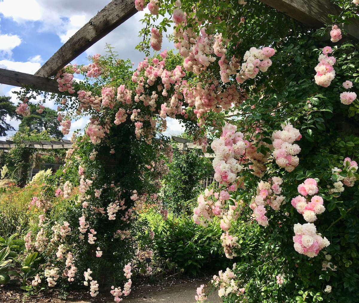Rosa ‘Maid of Kent’ Climbing On A Pergola At Kew – Susan Rushton