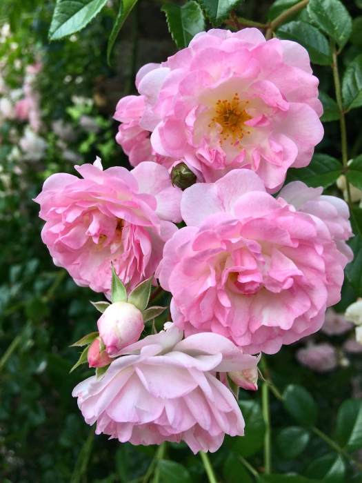 Rosa ‘Maid of Kent’ Climbing On A Pergola At Kew – Susan Rushton
