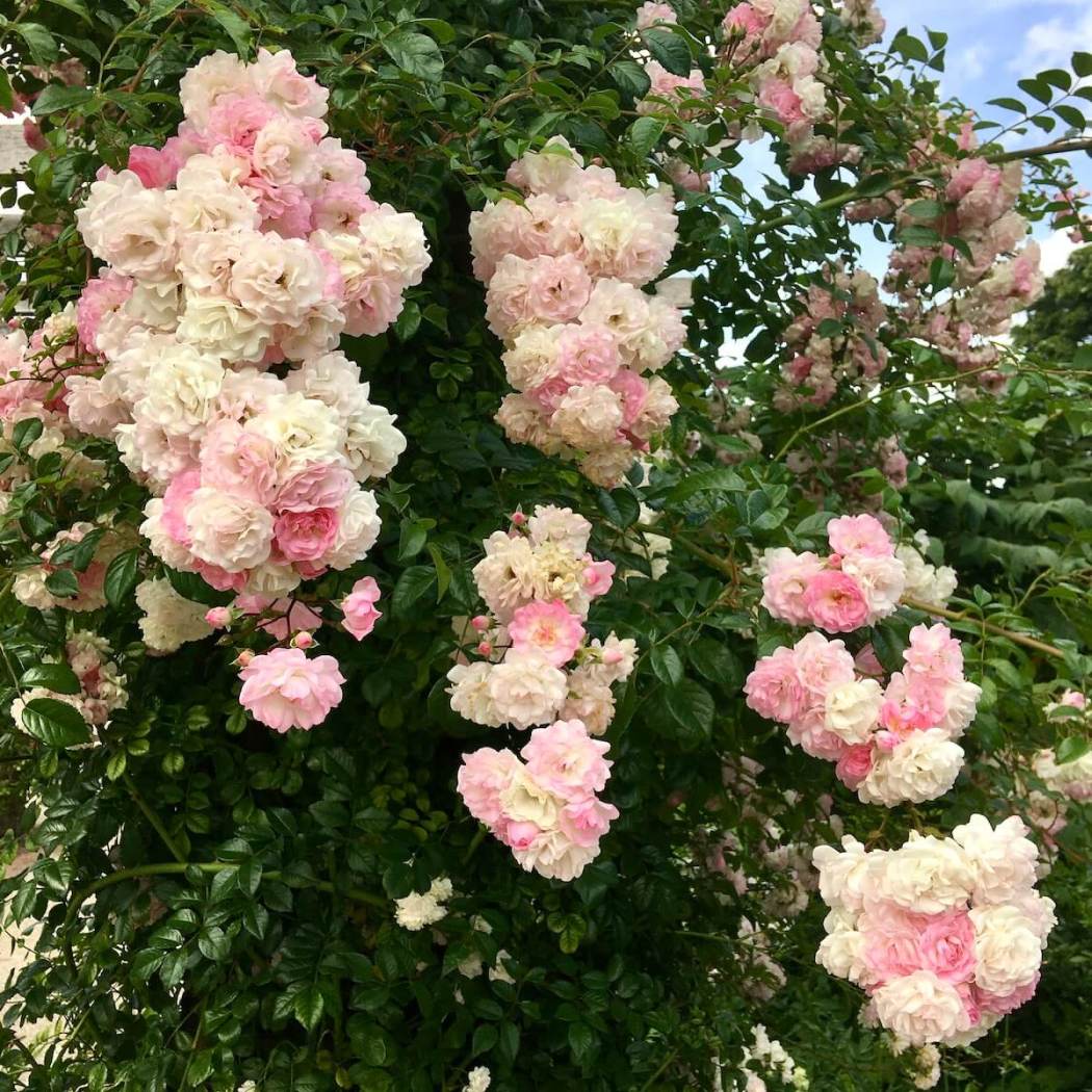 Rosa ‘Maid of Kent’ Climbing On A Pergola At Kew – Susan Rushton