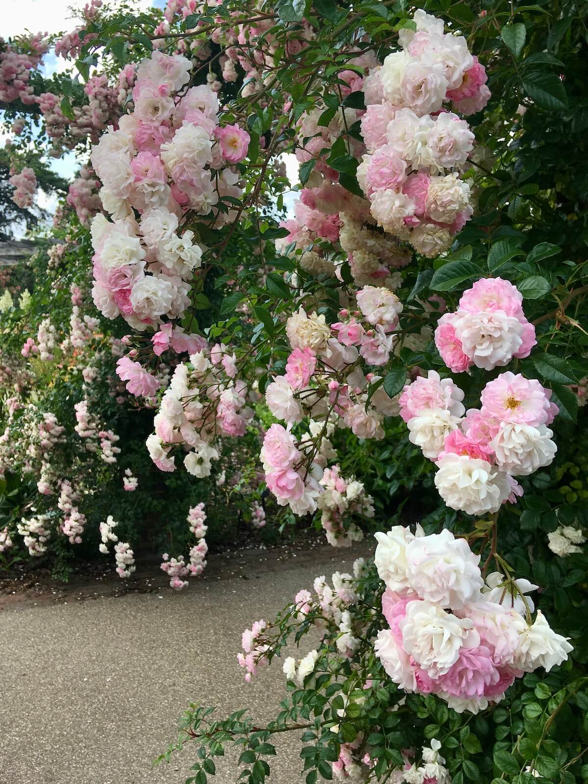 Rosa ‘Maid of Kent’ Climbing On A Pergola At Kew – Susan Rushton