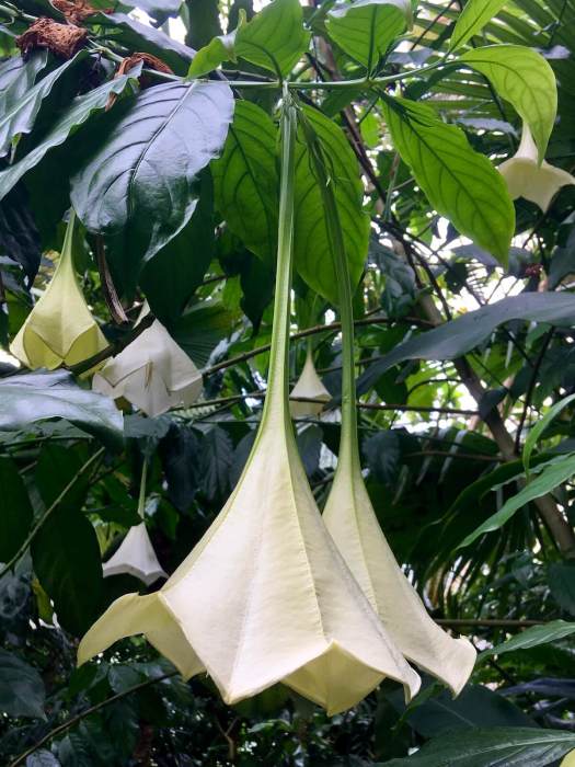 Osa pulchra: a rare tropical plant that needs a midwife – Susan Rushton