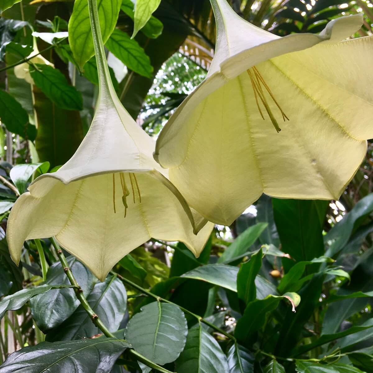 Osa pulchra: a rare tropical plant that needs a midwife – Susan Rushton