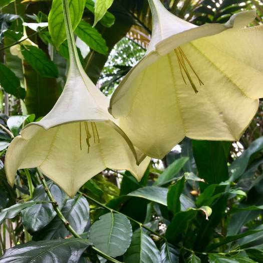 Osa pulchra: a rare tropical plant that needs a midwife – Susan Rushton