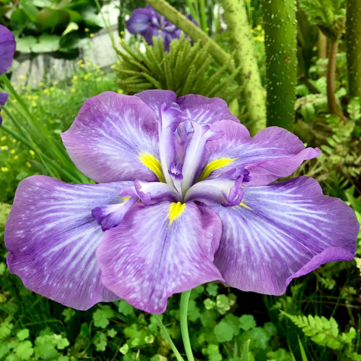 Marginal Pond Plants: Iris ensata ‘Electric Rays’ – Susan Rushton