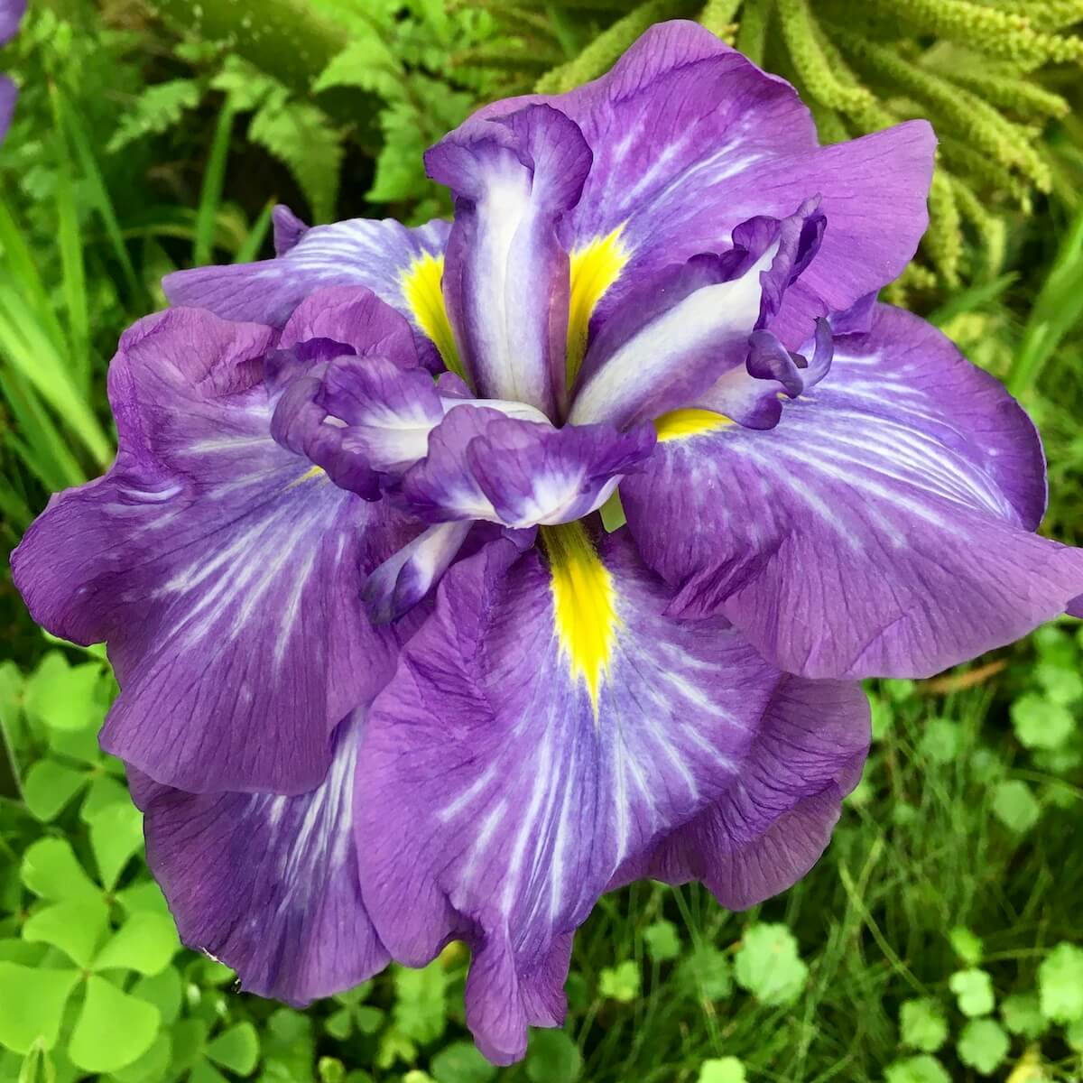 Marginal Pond Plants: Iris ensata ‘Electric Rays’ – Susan Rushton