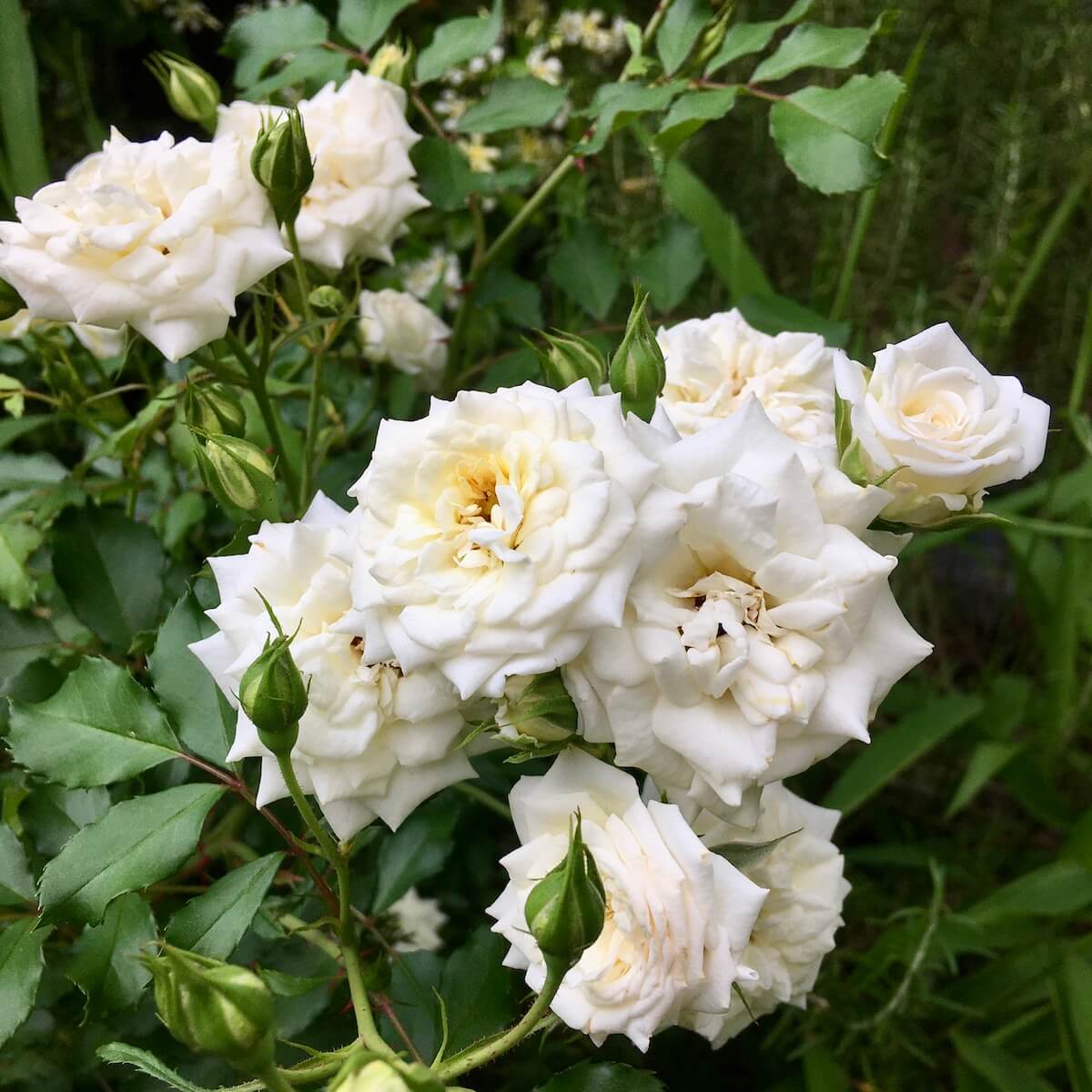 Roses – Susan Rushton