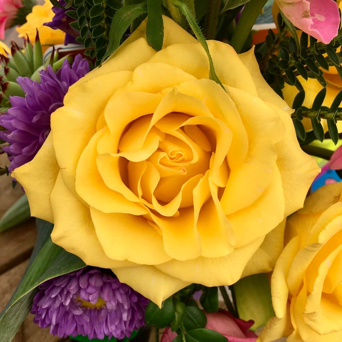 Flower of the Day: Yellow Roses – Susan Rushton