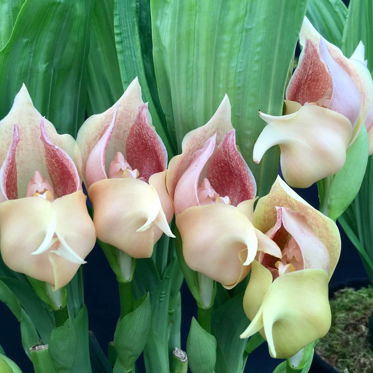 Anguloa ‘Isabelle’ – A Curious Orchid – Susan Rushton