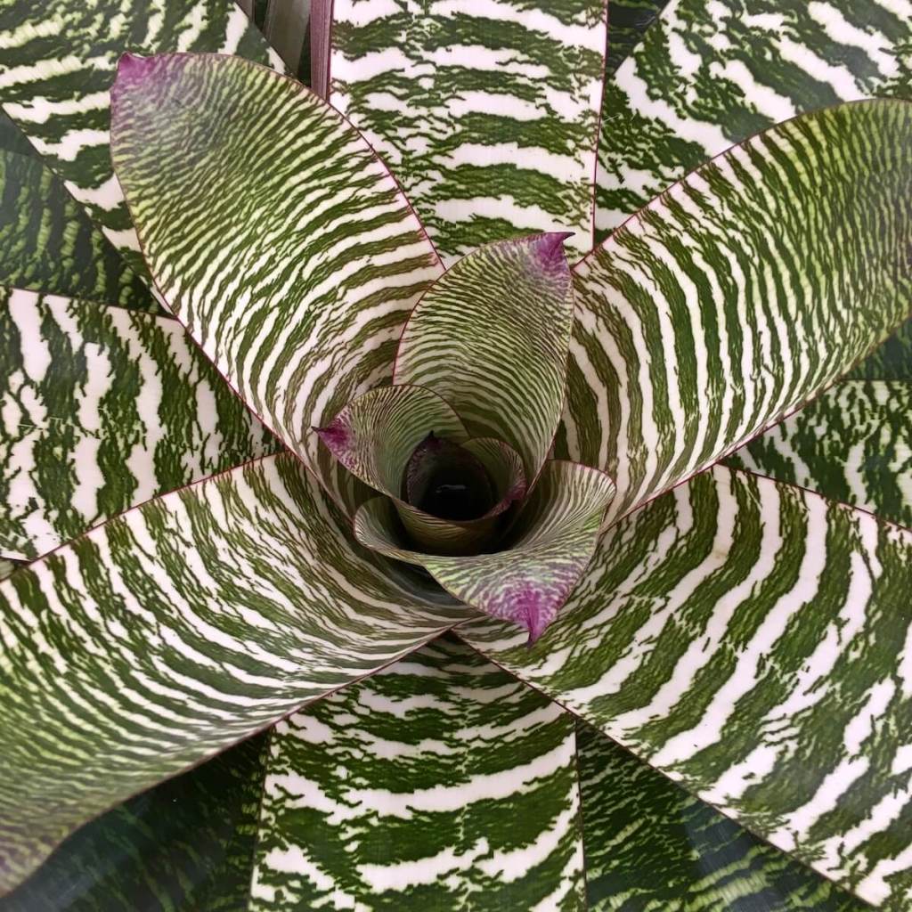 Filling the Frame with Flowers and Leaves – Susan Rushton