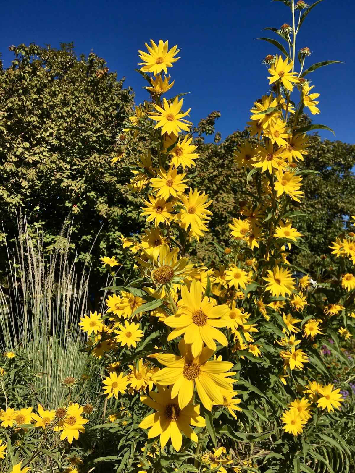 Blog – Susan Rushton