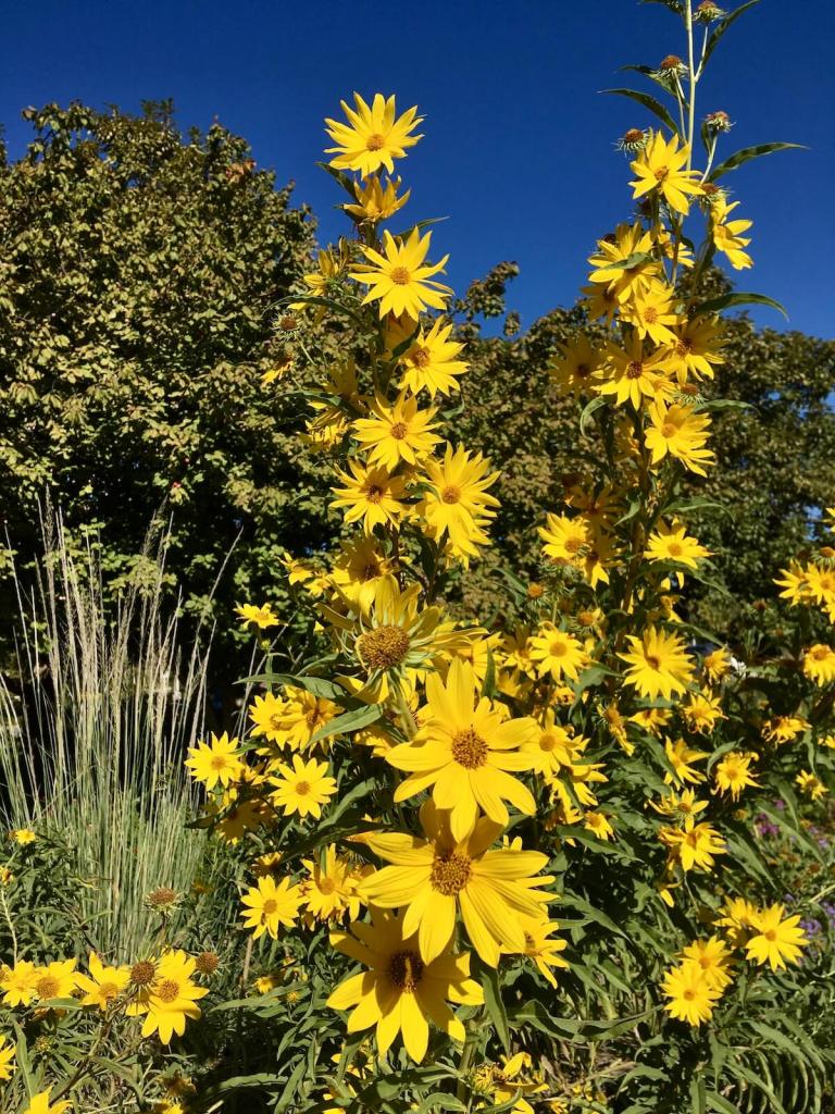 Blog – Susan Rushton