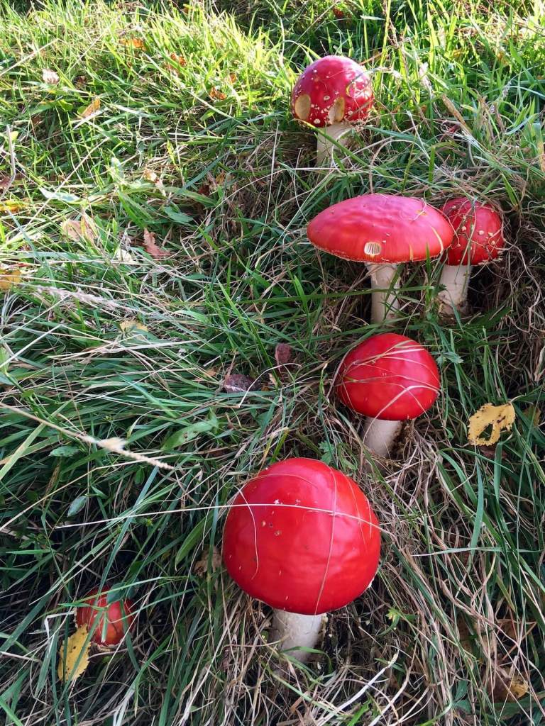 Poisonous Red and White Spotted Toadstools: Fly Agaric – Susan Rushton