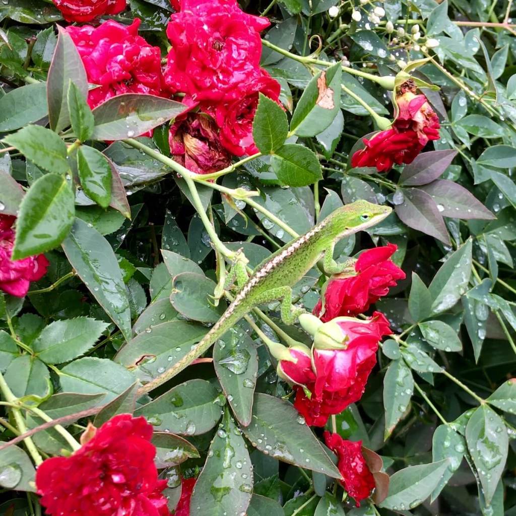 Rosa Red Cascade: A Repeat-flowering Miniature Climbing Rose – Susan ...