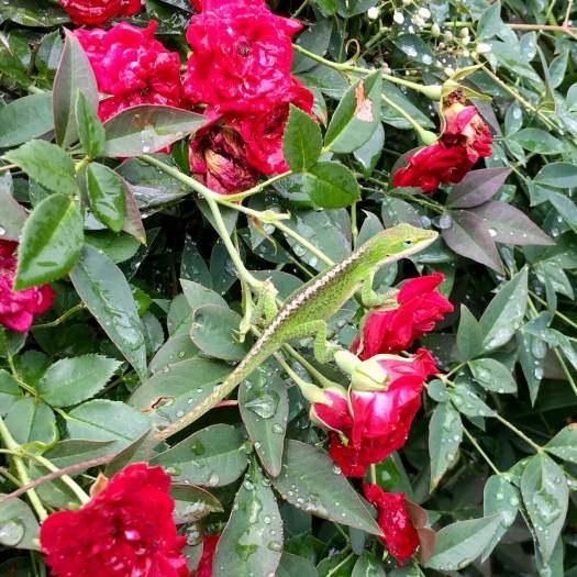 Rosa Red Cascade: A Repeat-flowering Miniature Climbing Rose – Susan ...