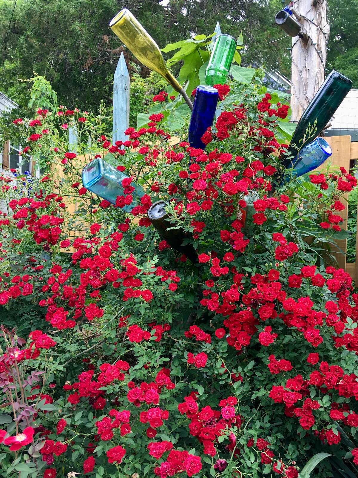 Rosa Red Cascade: A Repeat-flowering Miniature Climbing Rose – Susan ...