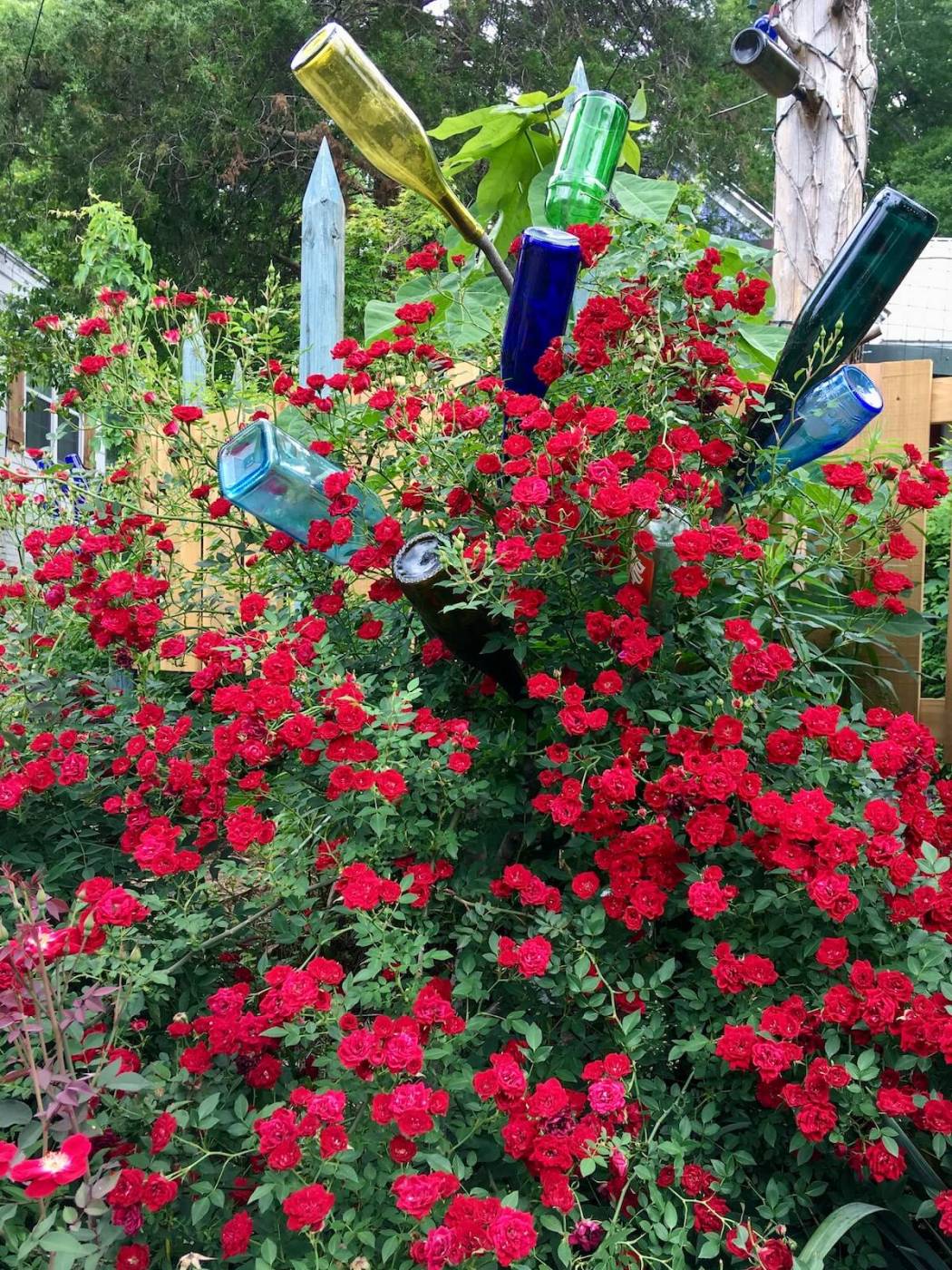 Rosa Red Cascade: A Repeat-flowering Miniature Climbing Rose – Susan ...