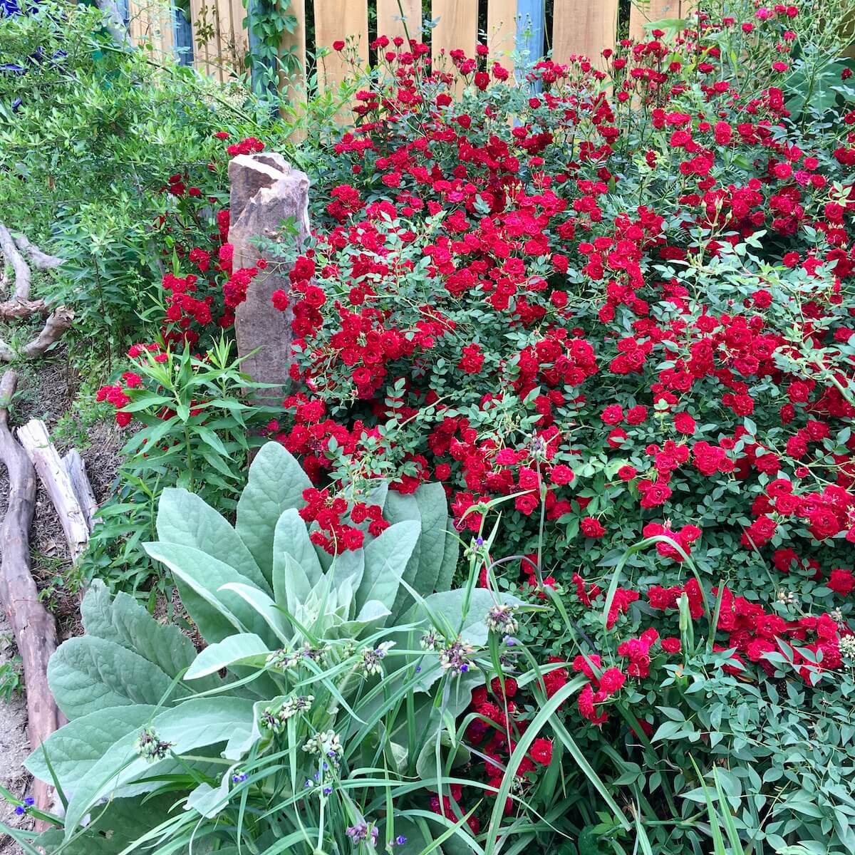 Rosa Red Cascade: A Repeat-flowering Miniature Climbing Rose – Susan ...