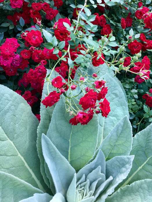 Rosa Red Cascade: A Repeat-flowering Miniature Climbing Rose – Susan ...