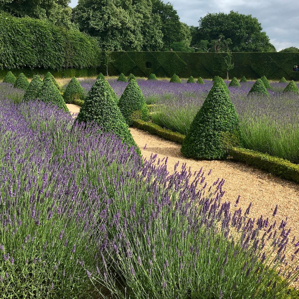 Bacchus with Lavender and Clipped Box in Ham House’s Parterre Garden ...