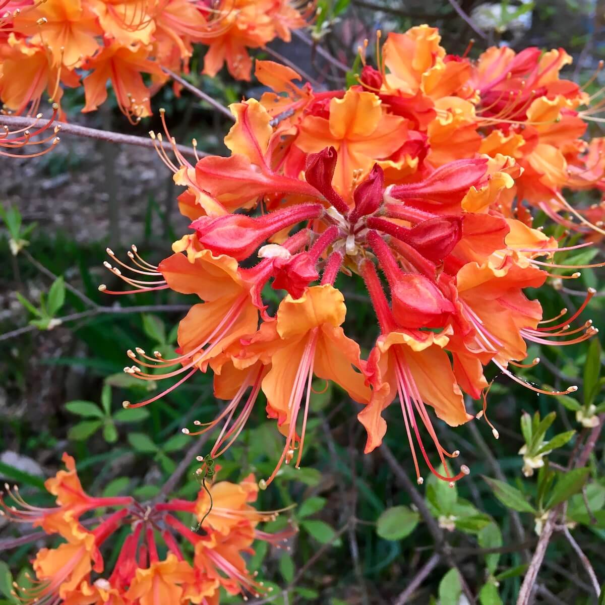 Becky and Don Potts’ Garden, Fondren, Mississippi – Susan Rushton