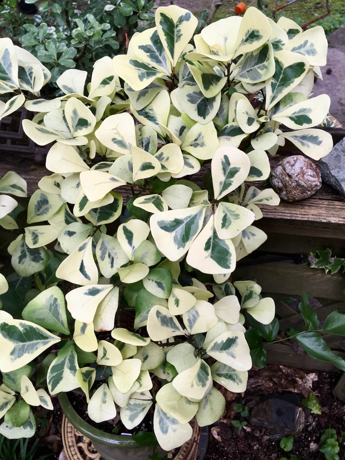 Becky and Don Potts’ Garden, Fondren, Mississippi – Susan Rushton